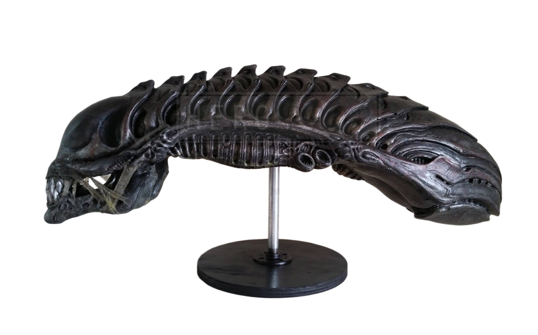 AVPR: Aliens vs Predator - Requiem Alien Head - HeroProp.com