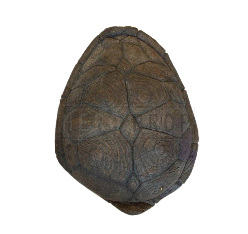 Ninja Turtles – The Next Mutation Michelangelo Hero Turtle Shell ...